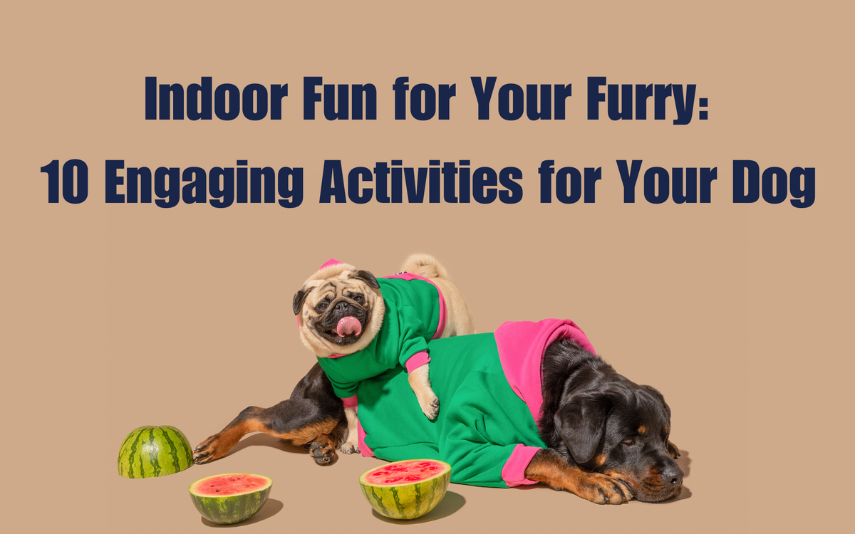 Indoor Fun for Your Furry: 10 Engaging Activities for Your Dog – BOIS ...