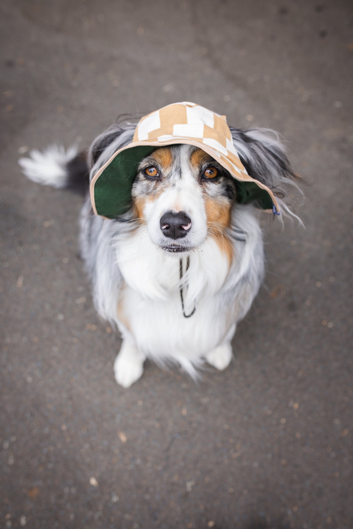 Checker Dog Bucket Hat | BOIS The Label
